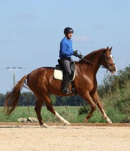 Reitunterricht an der Reitschule in der Nähe. Dressur reiten